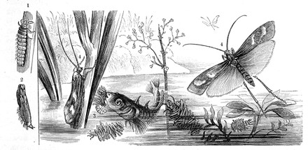 Insects Diamondspotted Caddisfly Limnophilus Rhombicus Imago Editorial ...