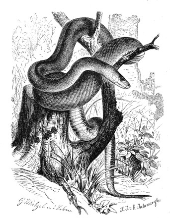 1 American pipe snake Stock Pictures, Editorial Images and Stock Photos ...