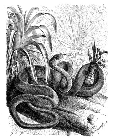Reptiles Fury Snake Zamenis Gemonensis Historical Editorial Stock Photo ...