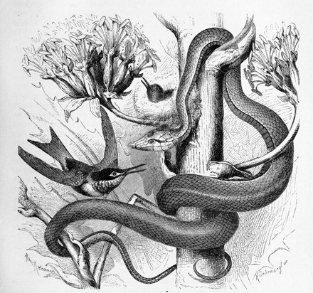 Reptiles Shinytipped Snake Pointed Snake Oxybelis Redakčních stock ...
