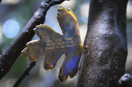 Bronze Leaf Memory On Tree Unveiling Editorial Stock Photo - Stock ...
