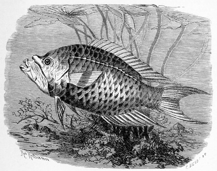 Fish Erlister Epibulus Insidiator Historic Digitally Editorial Stock ...