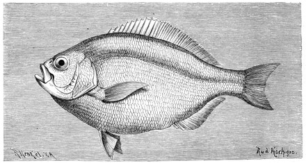 Fish Pikehead Luciocephalus Pulcher Highly Speciated Editorial Stock ...