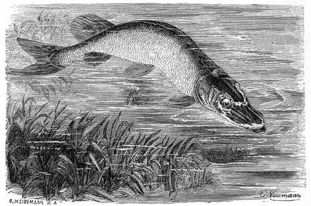 Fish Pike Esox Lucius Predatory Fish Editorial Stock Photo - Stock ...