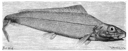 Fish Vendace Whitefish Emperor Vendace Albula Editorial Stock Photo ...