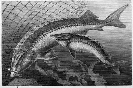 Fish Sturgeon 1 Beluga Huso Huso Editorial Stock Photo - Stock Image ...