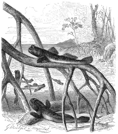 Fish Atlantic Mudskipper Periophthalmus Barbarus Atlantic Editorial ...