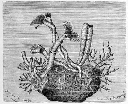 Serpula Contortuplicata Species Tubeforming Annelid Family Editorial ...