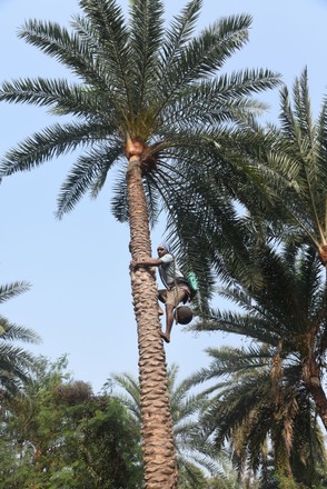 Indian Farmers Collecting Juice Date Palm Editorial Stock Photo - Stock ...