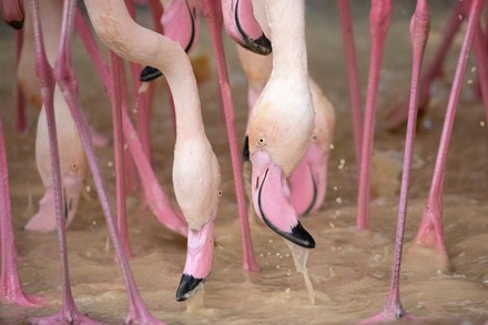 Lesser Flamingos Feed Their Beaks Water Editorial Stock Photo - Stock ...