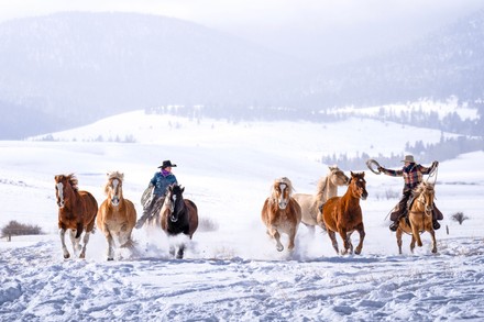 This Moment Pair Wranglers Chase Herd Editorial Stock Photo - Stock ...