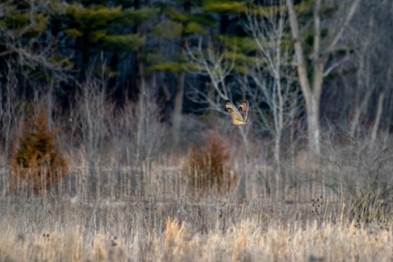 Shorteared Owl Seen Fernald Nature Preserve Editorial Stock Photo ...