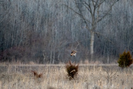 Shorteared Owl Seen Fernald Nature Preserve Editorial Stock Photo ...