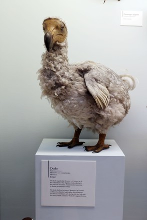 Life Size Realistic Models Dodo Natural Editorial Stock Photo - Stock ...