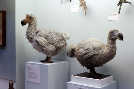 Life Size Realistic Models Dodo Natural Editorial Stock Photo - Stock ...