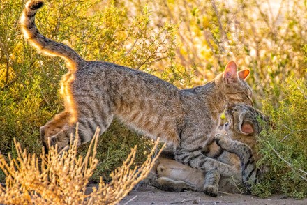 Pair African Wildcats Appear Be Having Editorial Stock Photo - Stock ...