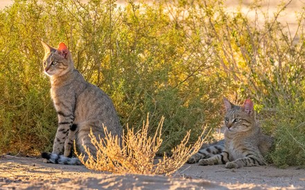 Pair African Wildcats Appear Be Having Editorial Stock Photo - Stock ...