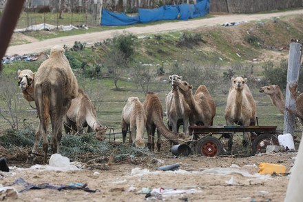 Palestinian Camel Herder Leads His Animals Editorial Stock Photo ...