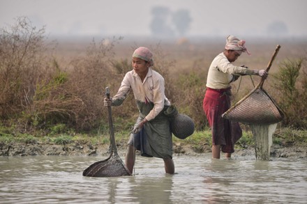 Tribal Women Catch Fish Wetland Traditional Editorial Stock Photo ...
