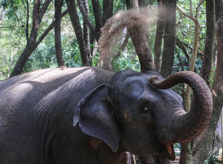 Elephant Gestures Public Park Ahead Annual Editorial Stock Photo ...