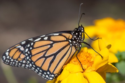 Monarch Butterfly Danaus Plexippus Sits On Editorial Stock Photo ...