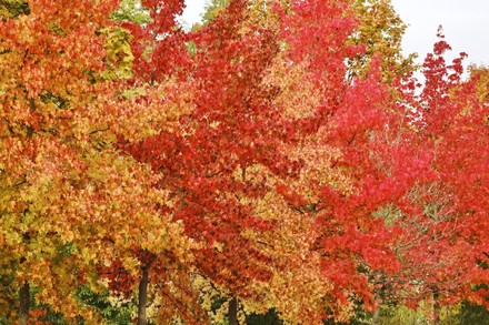 Magnificent Amber Trees Liquidambar Styraciflu Glow Editorial Stock ...