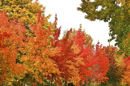 Magnificent Amber Trees Liquidambar Styraciflu Glow Editorial Stock ...
