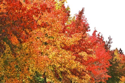 Magnificent Amber Trees Liquidambar Styraciflu Glow Editorial Stock ...
