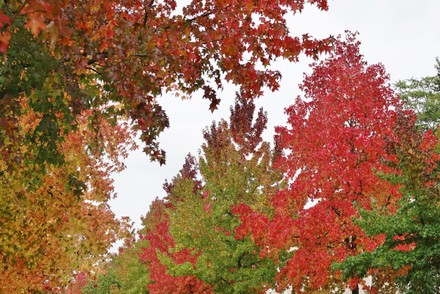 Magnificent Amber Trees Liquidambar Styraciflu Glow Editorial Stock ...