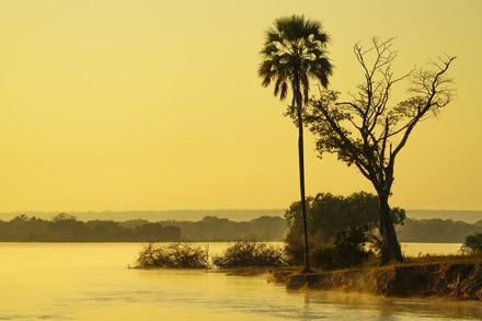 Palm Tree Acacia Tree Stand Zambezi Editorial Stock Photo - Stock Image ...