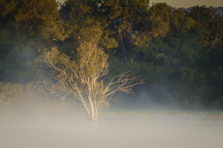 Fog Rises Water Surrounding Beautiful Tree Editorial Stock Photo ...