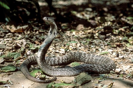 Snake Indian Cobra Indian Spectacled Cobra Editorial Stock Photo ...