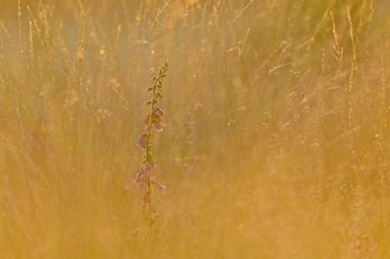 Red Digitalis Minor Digitalis Purpurea Lower Editorial Stock Photo ...