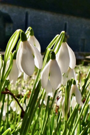 Snowdrops Aconites Sunshine Snowdrop Festival Swycombes Editorial Stock ...