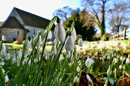Snowdrops Aconites Sunshine Snowdrop Festival Swycombes Editorial Stock ...