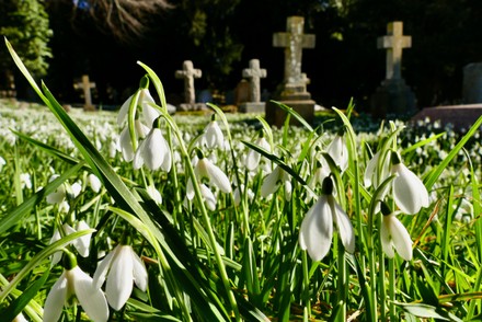 Snowdrops Aconites Sunshine Snowdrop Festival Swycombes Editorial Stock ...