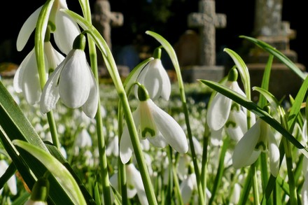 Snowdrops Aconites Sunshine Snowdrop Festival Swycombes Editorial Stock ...
