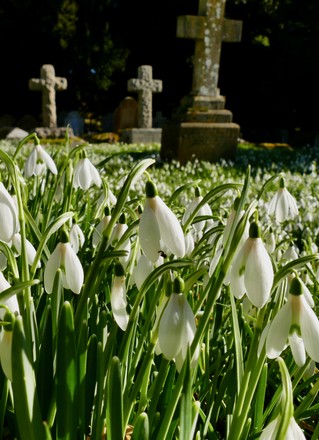 Snowdrops Aconites Sunshine Snowdrop Festival Swycombes Editorial Stock ...