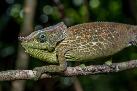 11 Elephant ear chameleon Stock Pictures, Editorial Images and Stock ...