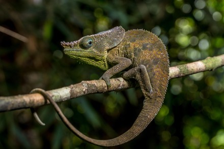 11 Elephant ear chameleon Stock Pictures, Editorial Images and Stock ...