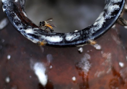 Honey Bees Enjoy Sweet Date Palm Editorial Stock Photo - Stock Image ...