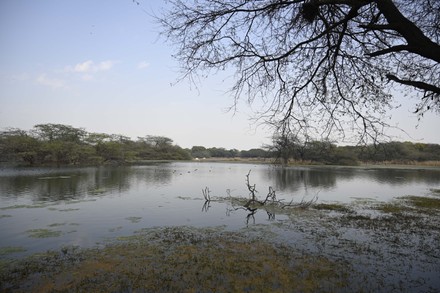 View Sultanpur National Park Sultanpur Village Editorial Stock Photo ...