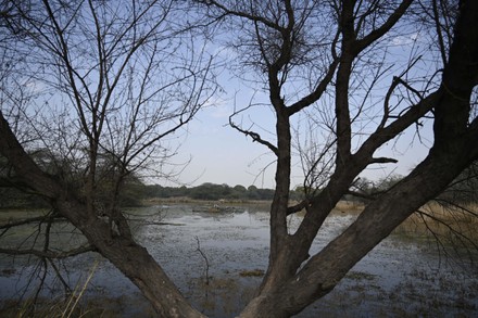 View Sultanpur National Park Sultanpur Village Editorial Stock Photo ...