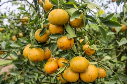 Oranges Seen On Trees Farm Liang Editorial Stock Photo - Stock Image ...