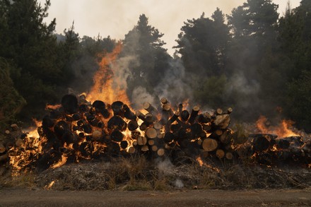 Pile Logs Wood On Fire Today Editorial Stock Photo - Stock Image ...