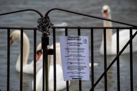 Notices About Avian Influenza Prevention Remain Editorial Stock Photo ...