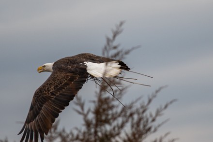 Mature Bald Eagle Hunting Prey Seen Editorial Stock Photo - Stock Image ...
