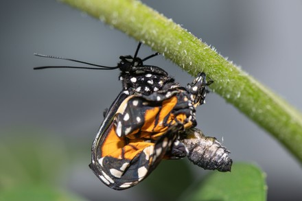 14 Deformed butterflies Stock Pictures, Editorial Images and Stock ...