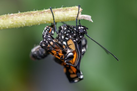 Newly Hatched Monarch Butterfly Crumpled Wings Editorial Stock Photo ...