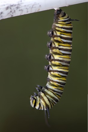 Monarch Butterfly Danaus Plexippus Caterpillar Prepares Editorial Stock ...